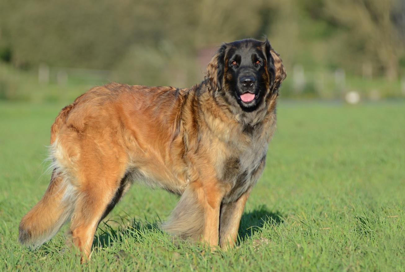 Large Dog Breeds - OVER 10 With PICTURES!
