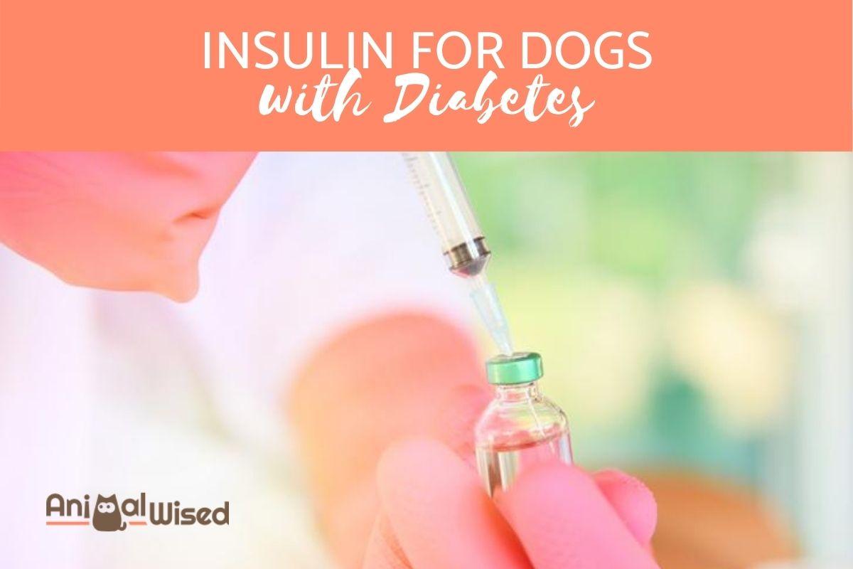 Insulin for Dogs with Diabetes - Dosage, Types and Price