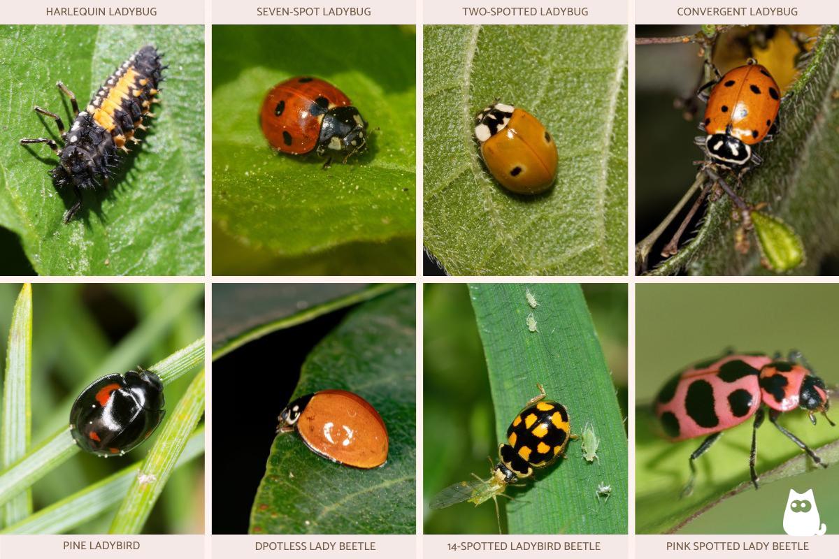 Are Ladybugs Toxic to Humans? - Poisonous Ladybug Species