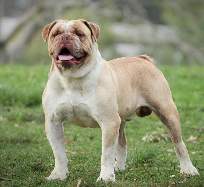 Dog Breeds From Brazil - Discover Them All