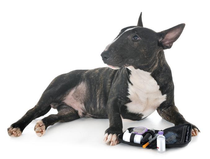 Insulin for Dogs with Diabetes - Dosage, Types and Price