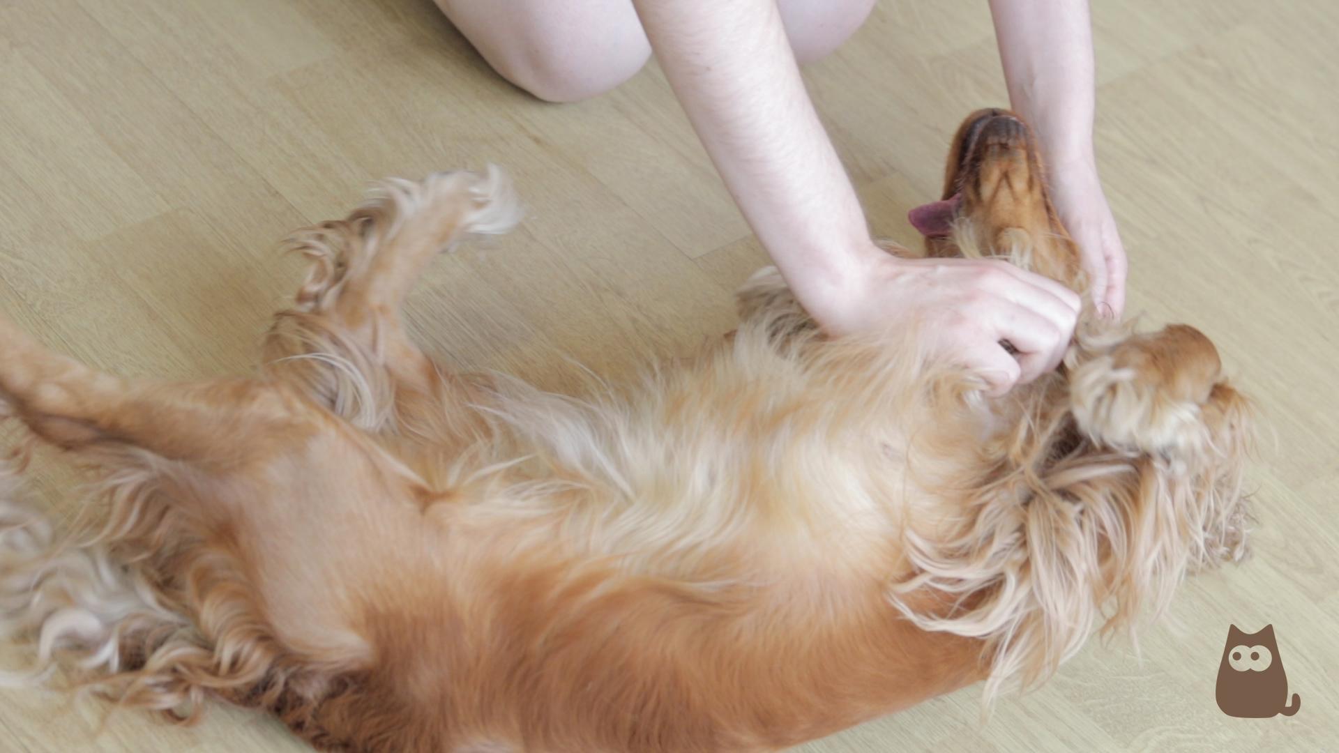 10 Weird Things Dogs Do - Discover What They Mean!