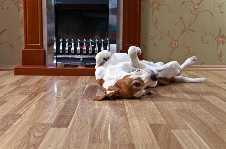 10 Weird Things Dogs Do - Discover What They Mean!