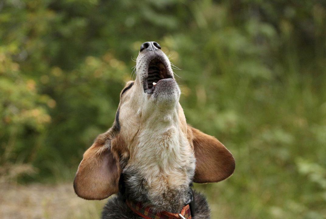 10 Weird Things Dogs Do - Discover What They Mean!