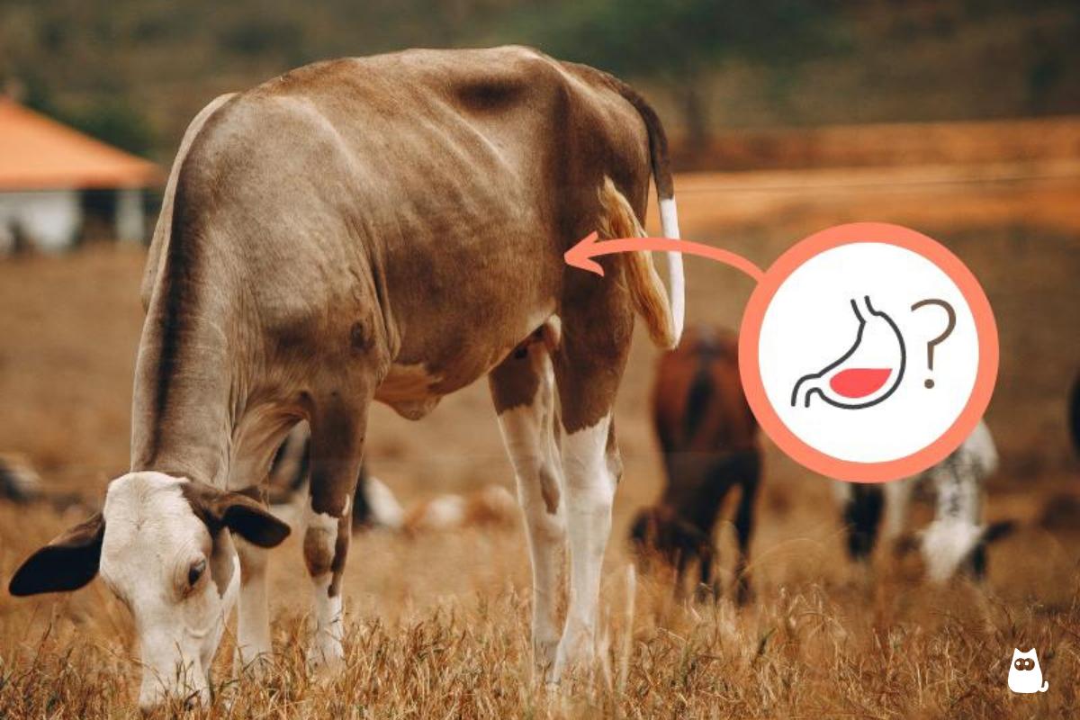 How Many Stomachs Does a Cow Have and Why? - Cow's Digestive System