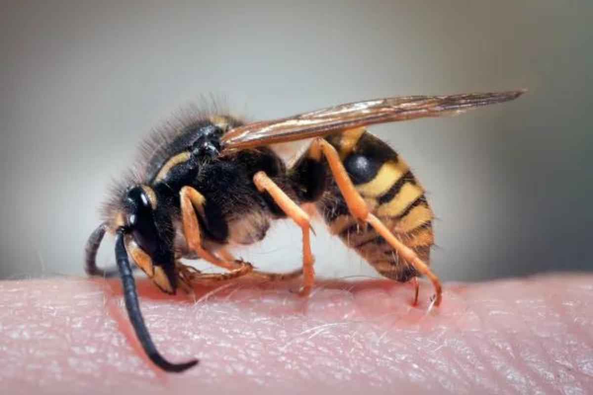 Do Wasps Bite or Sting? - A Closer Look at Wasp Defensive Tactics