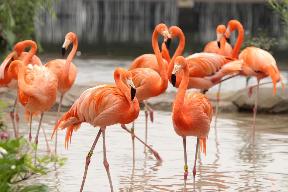 Where Do Flamingos Live in the Wild? - Habitat According to Species