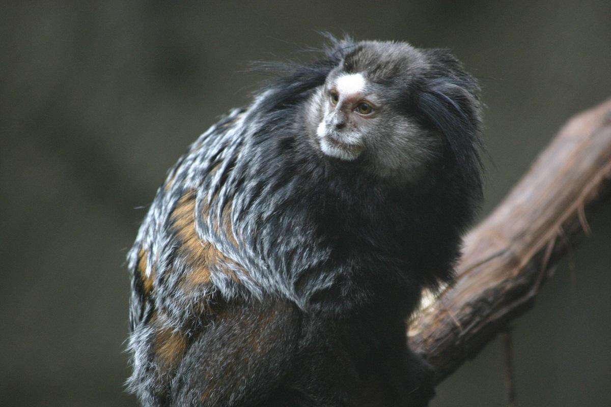 Marmosets as Pets: Guidelines and General Tips