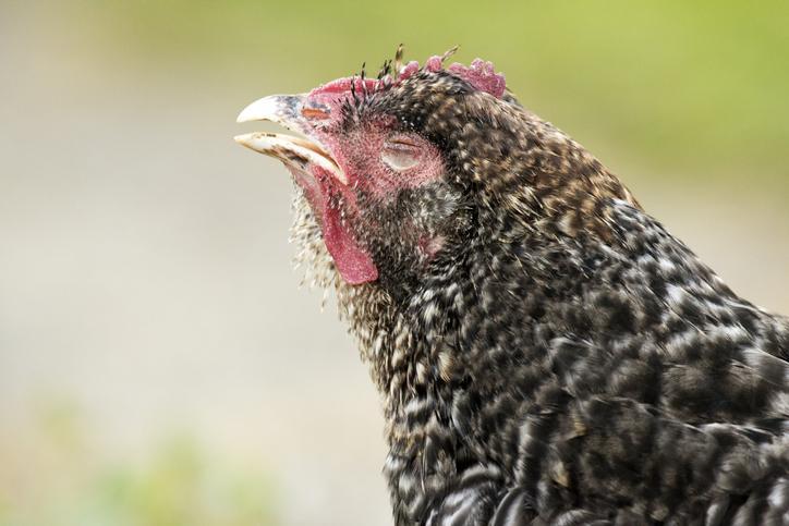 Lice in Chickens - Symptoms and Treatment