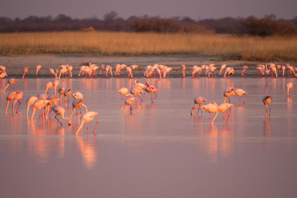 Where Do Flamingos Live in the Wild? - Habitat According to Species
