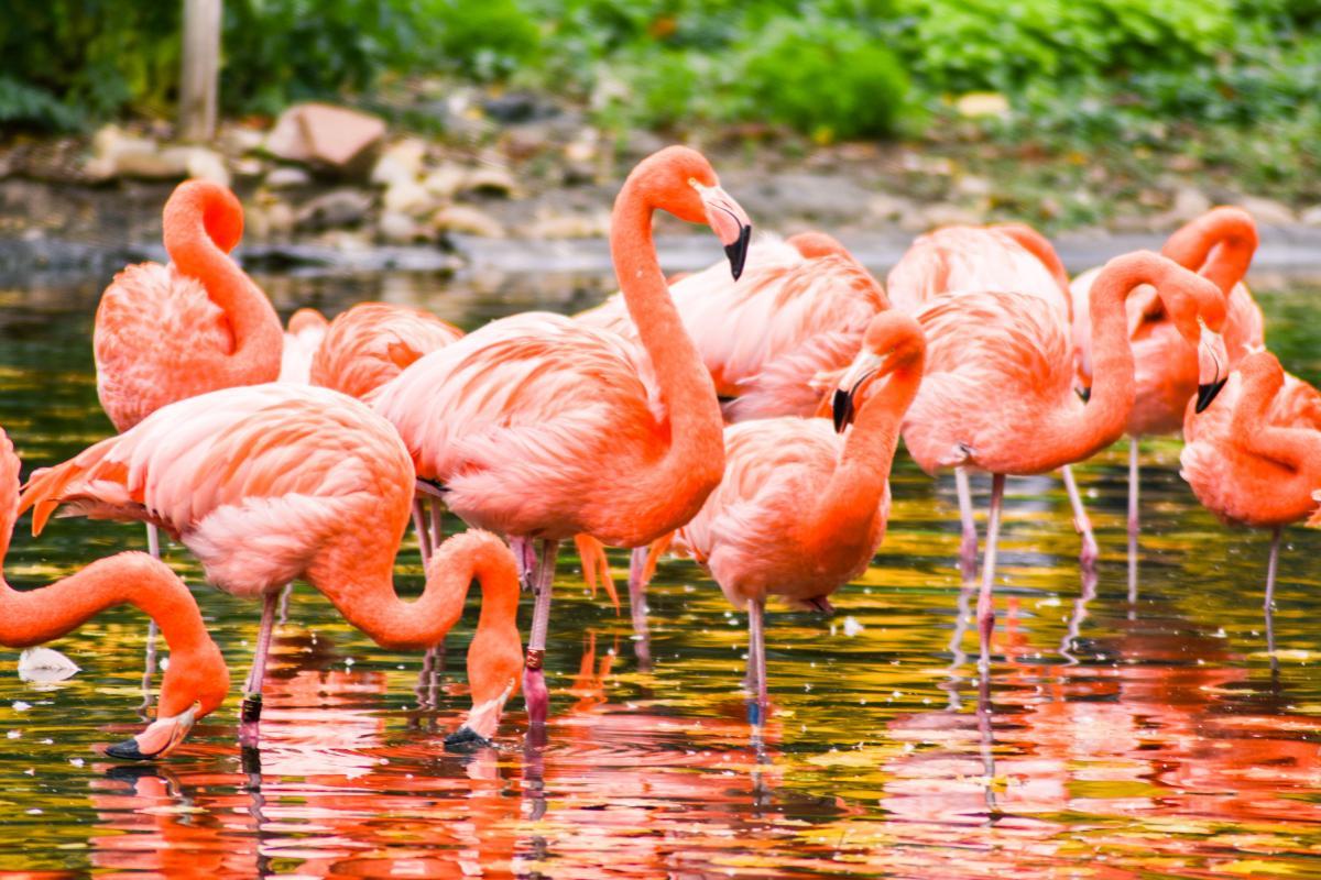 Where Do Flamingos Live in the Wild? - Habitat According to Species