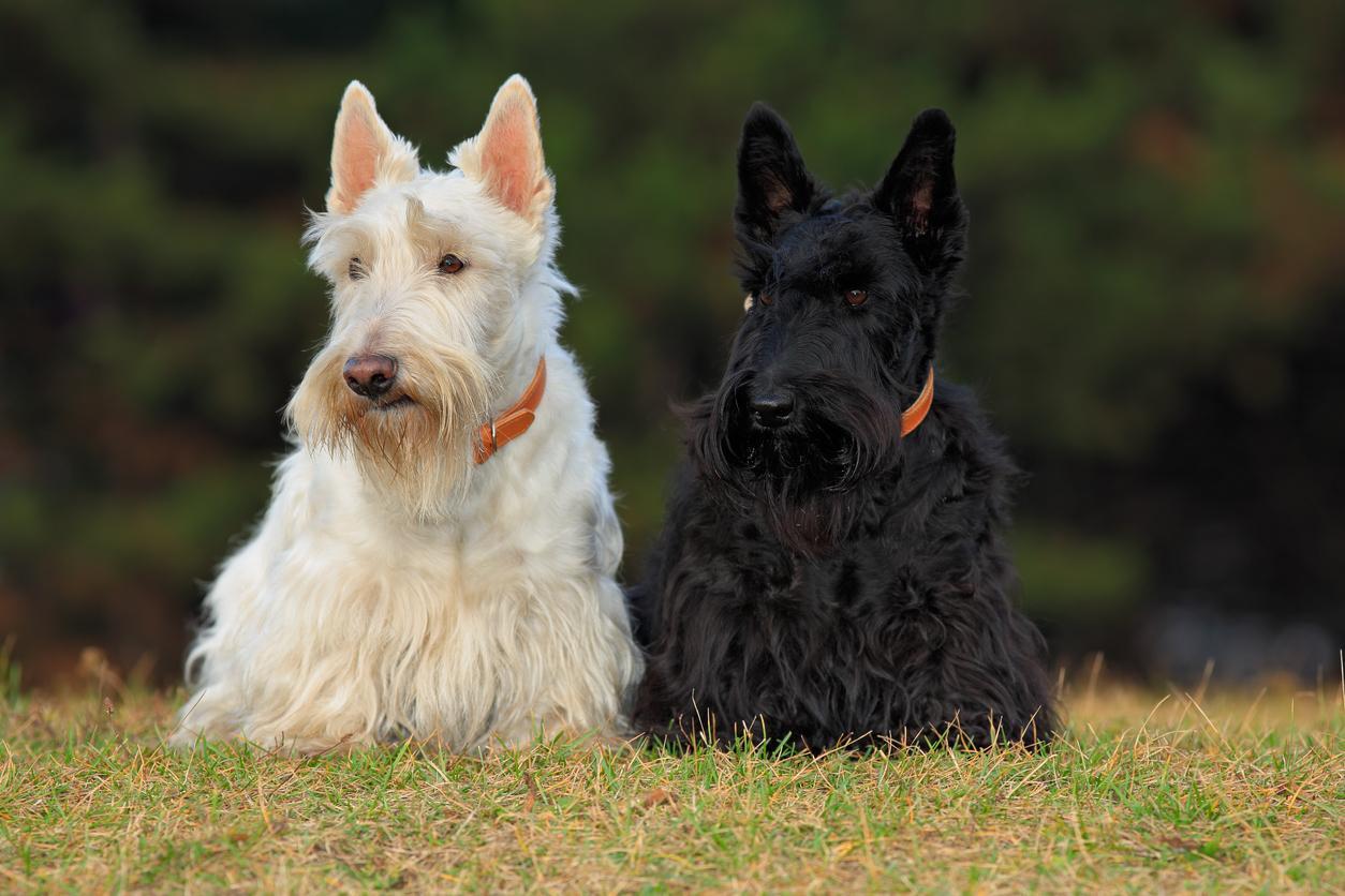 14 Types of Scottish Dog Breeds - List With Photos