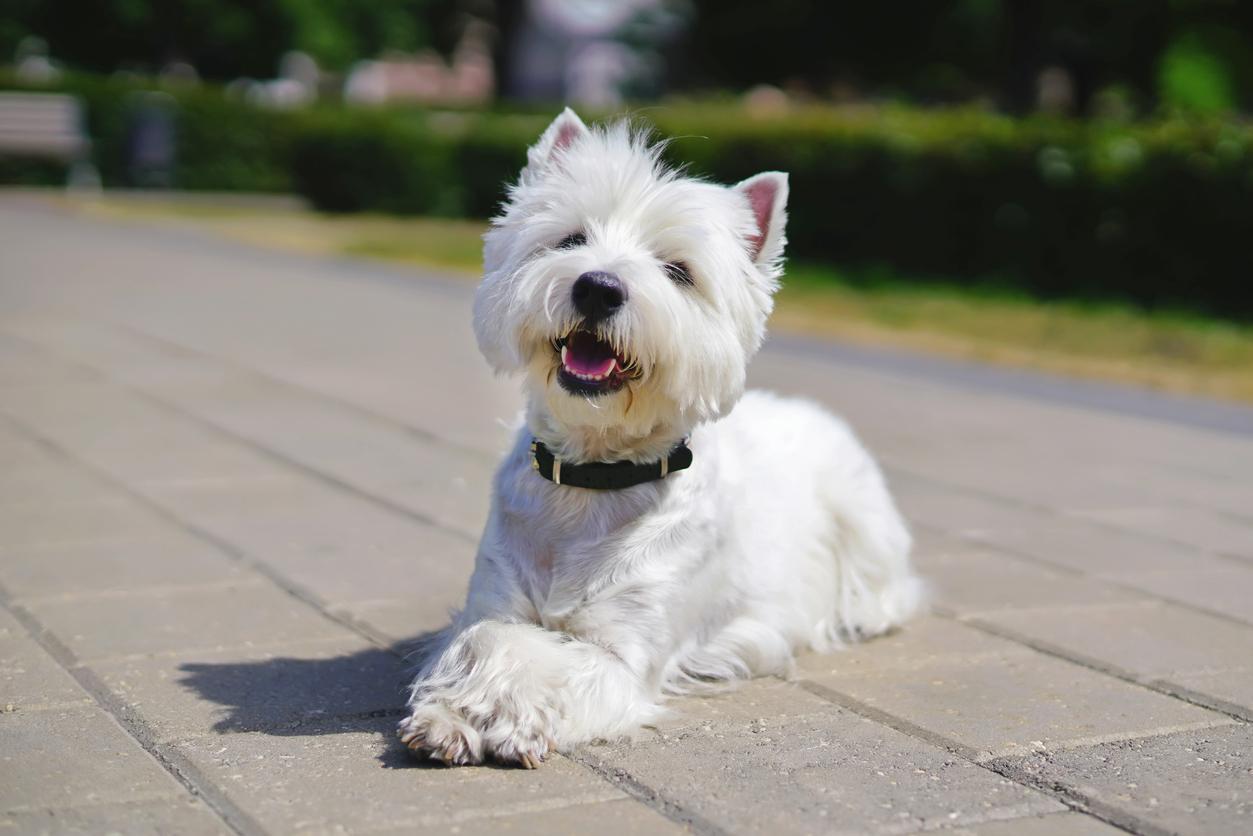 14 Types of Scottish Dog Breeds - List With Photos