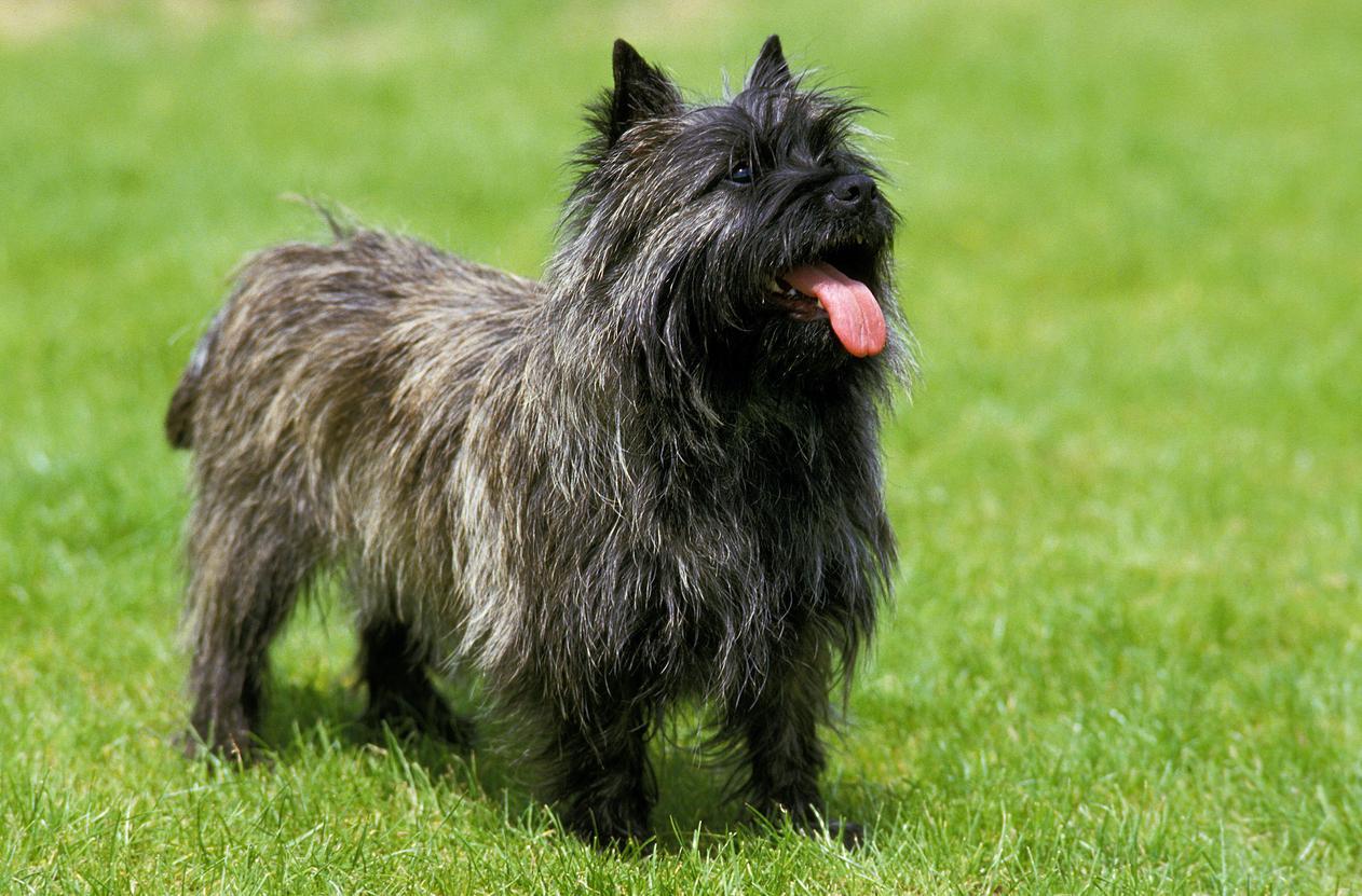 14 Types of Scottish Dog Breeds - List With Photos