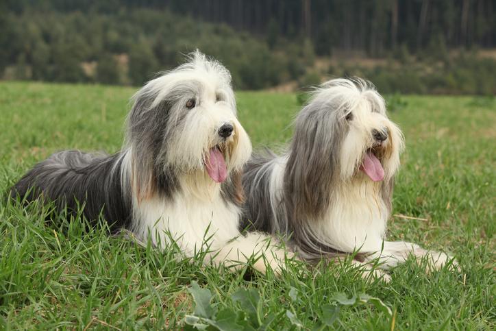 14 Types of Scottish Dog Breeds - List With Photos