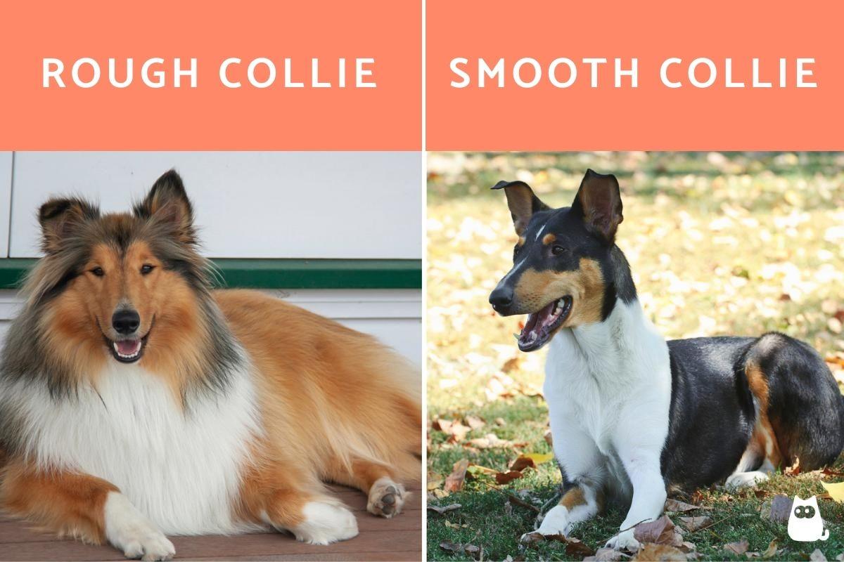 14 Types of Scottish Dog Breeds - List With Photos
