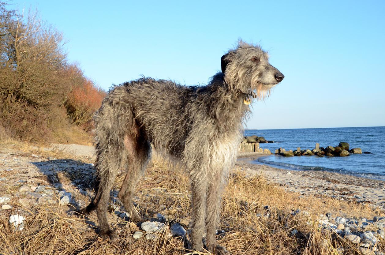 14 Types of Scottish Dog Breeds - List With Photos