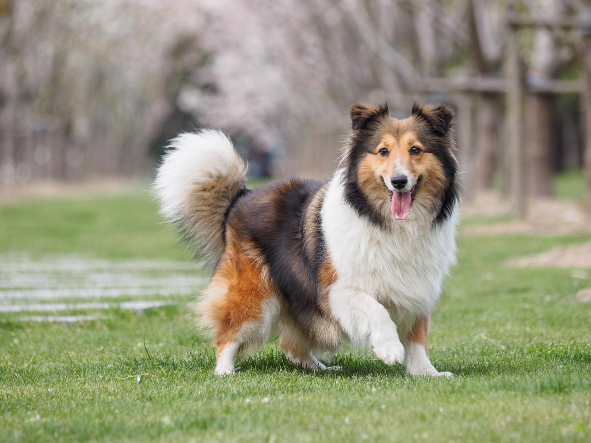 14 Types of Scottish Dog Breeds - List With Photos