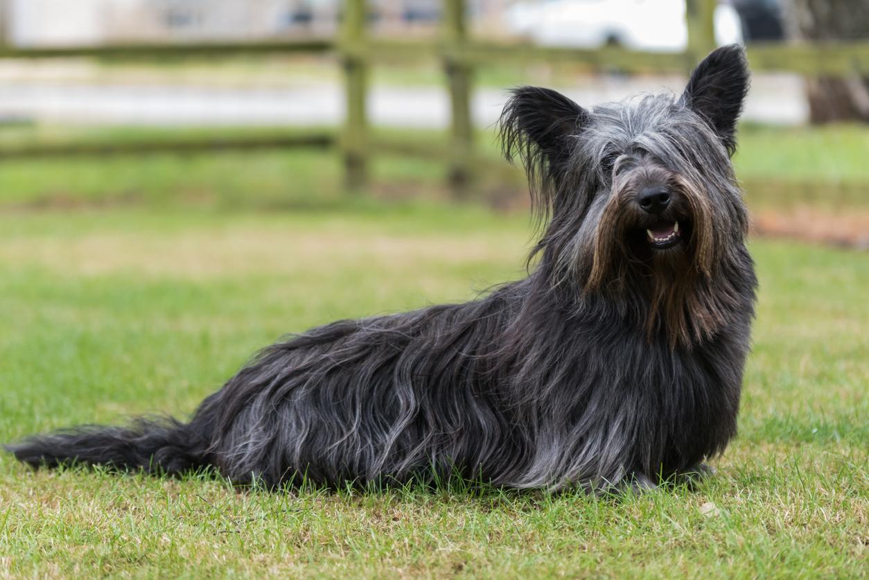 14 Types of Scottish Dog Breeds - List With Photos