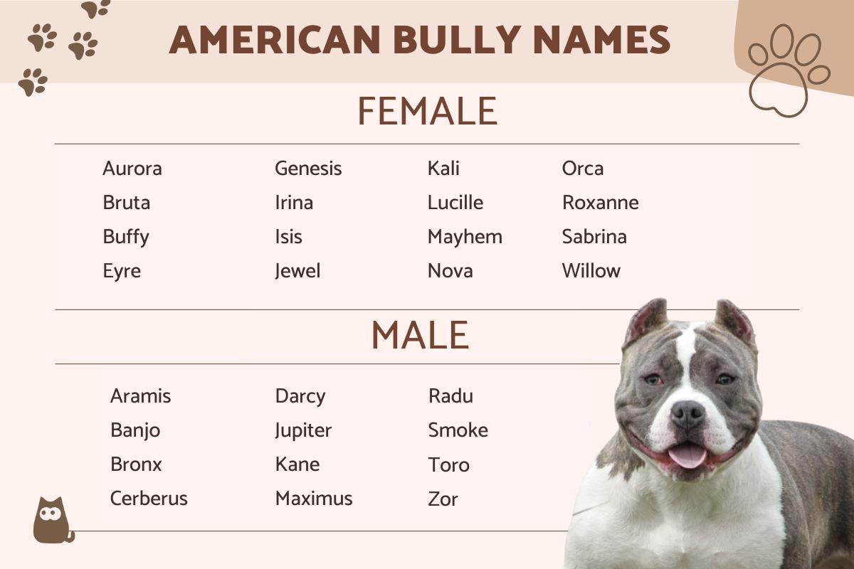 450+ Best Names for American Bully Dogs - Males and Females