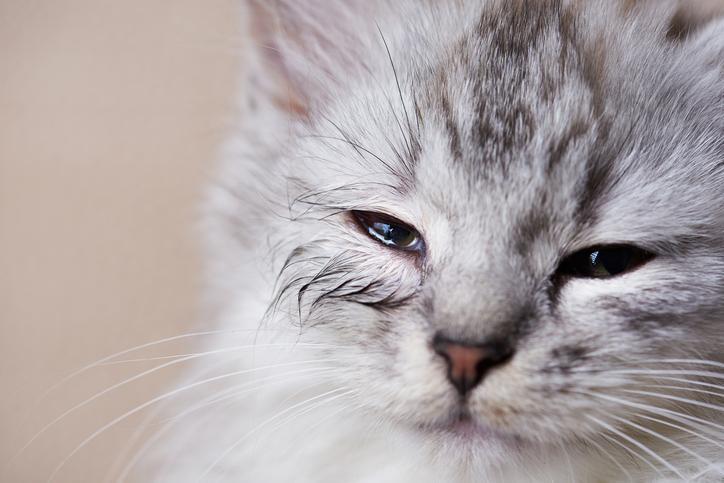 Chlamydiosis in Cats - Symptoms and Treatment of Feline Chlamydia