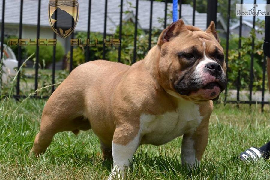 450+ Best Names for American Bully Dogs - Males and Females