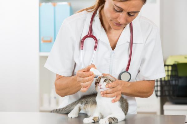 Chlamydiosis in Cats - Symptoms and Treatment of Feline Chlamydia