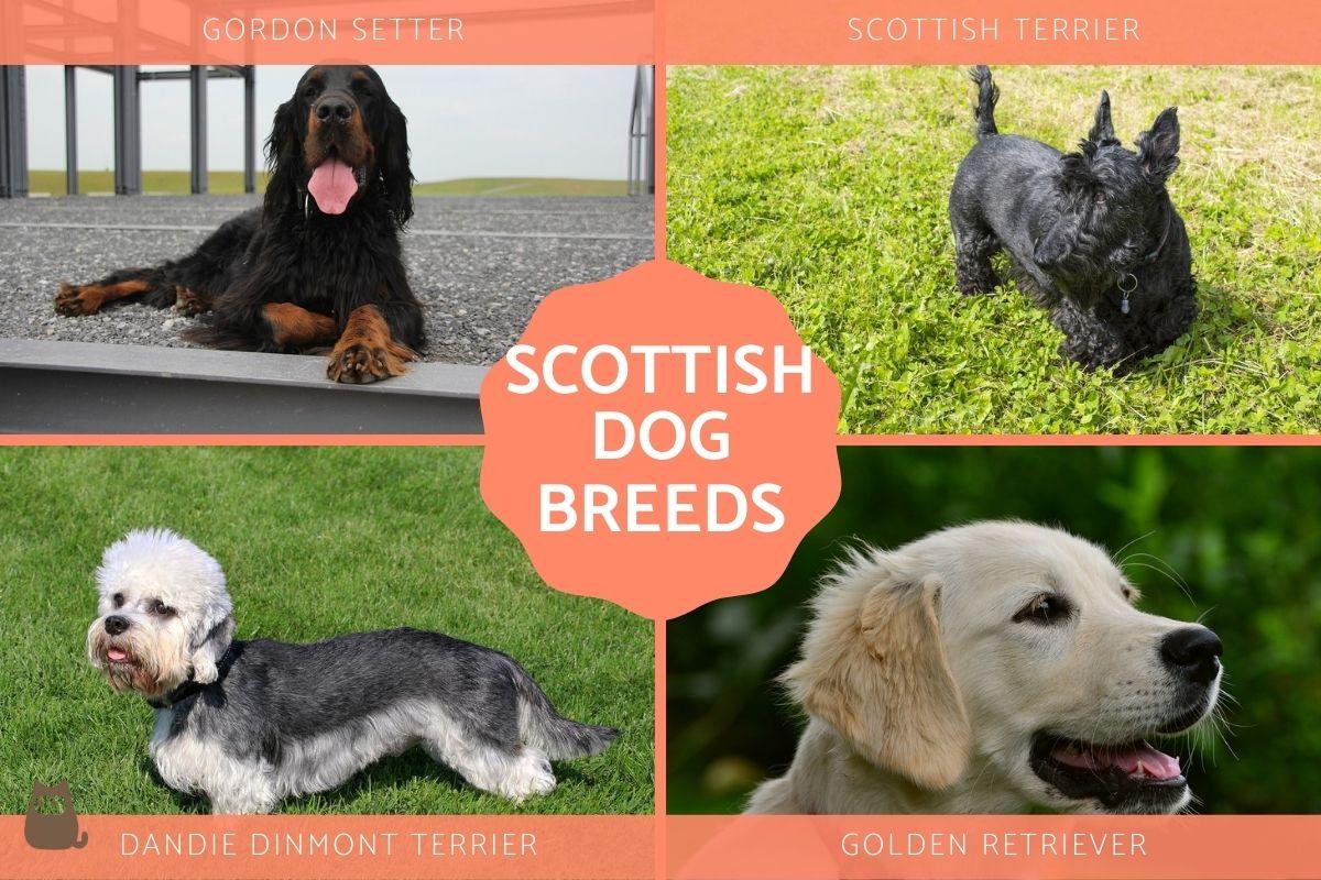14 Types of Scottish Dog Breeds - List With Photos