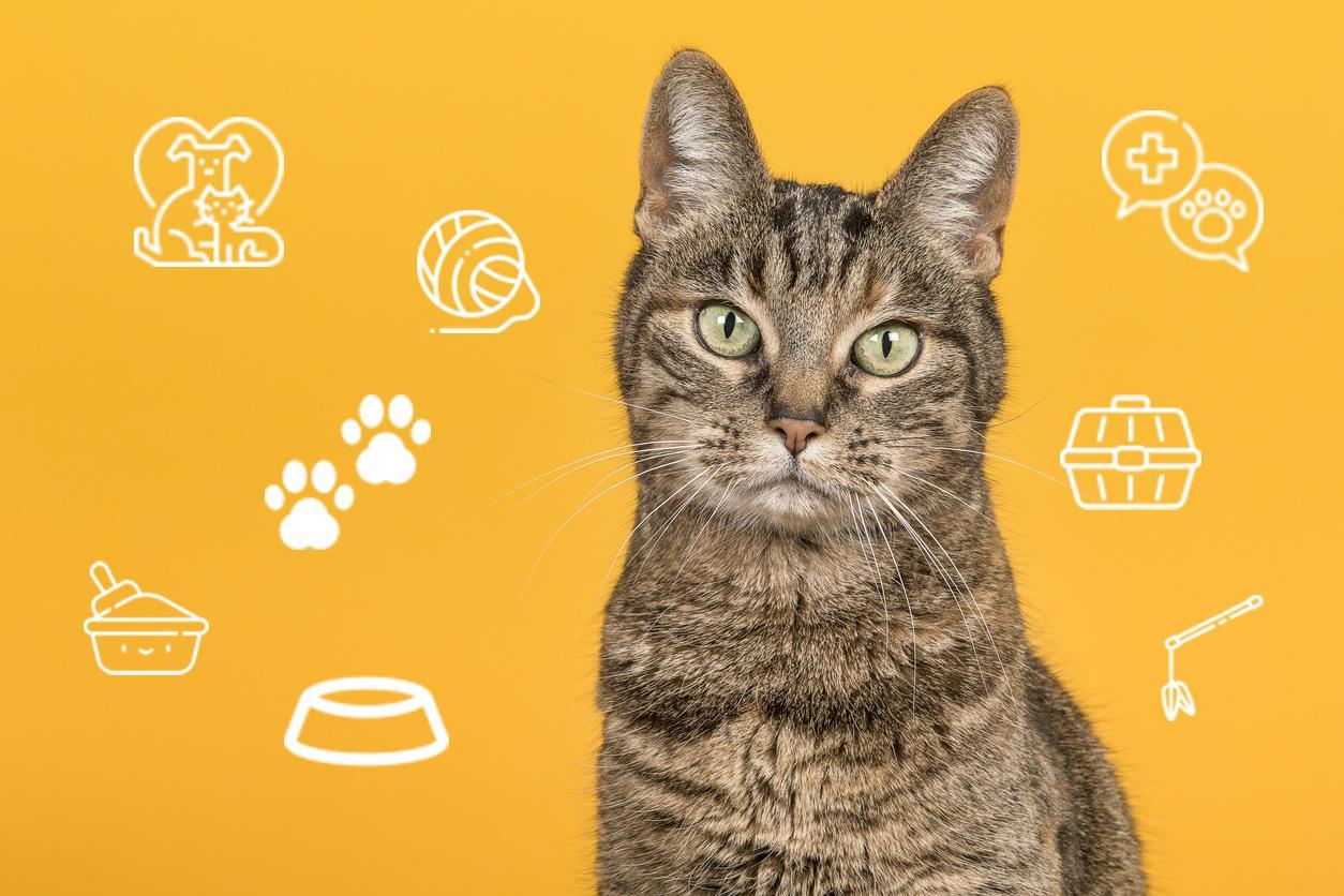 Understanding Cat Behavior - A Complete Guide