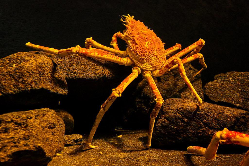 Different Crab Types with Names and Pictures