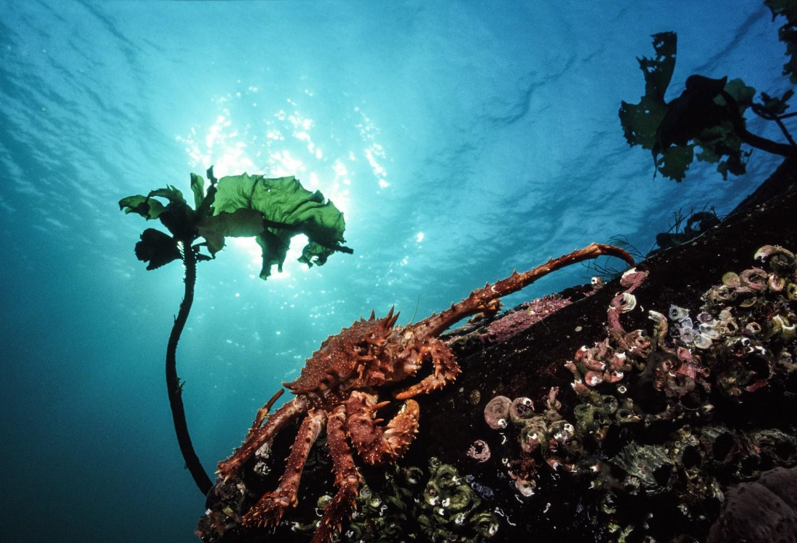 Different Crab Types with Names and Pictures