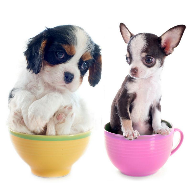 What are Teacup Dogs? - Everything You Need to Know