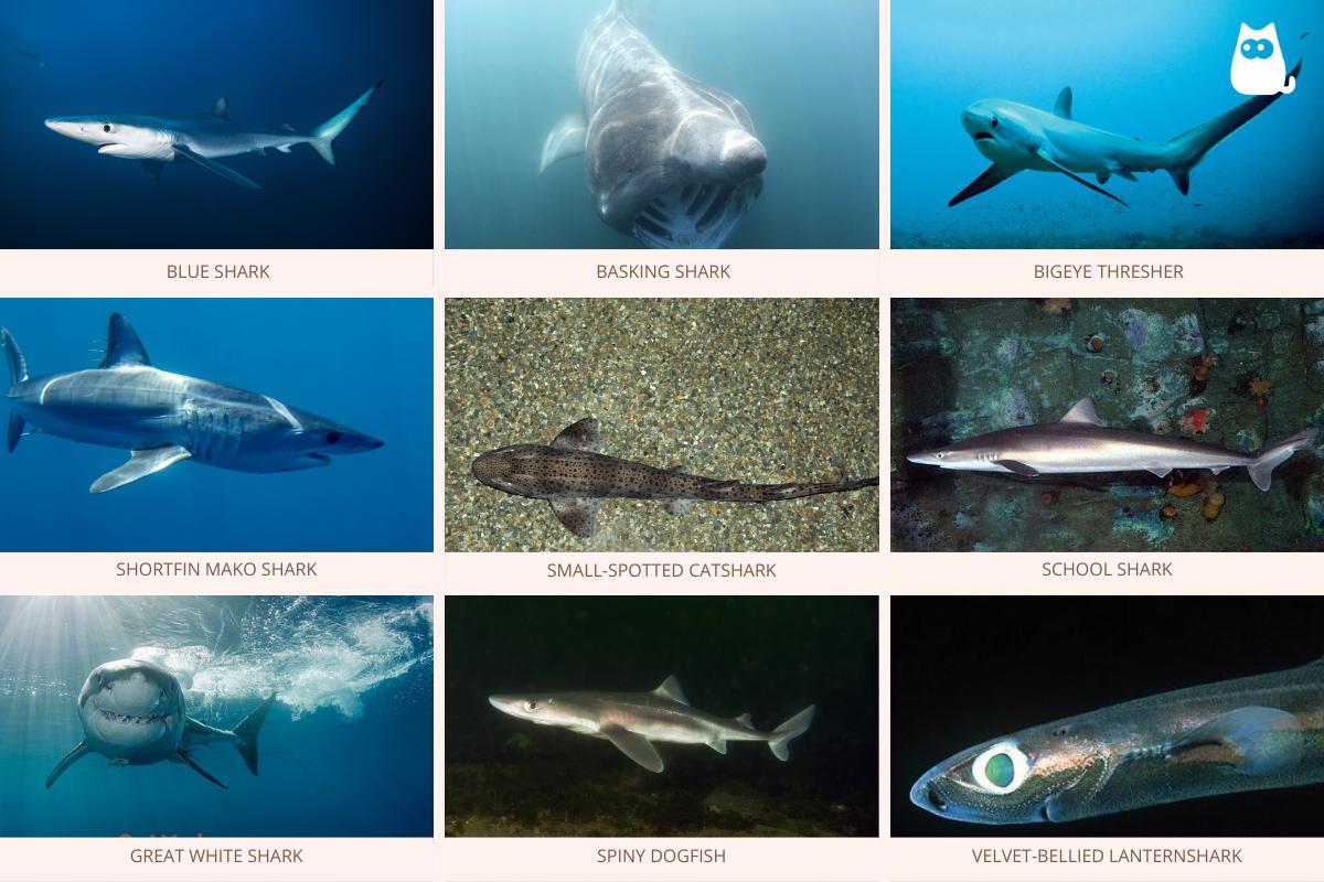 20 Sharks in the Mediterranean Sea - Mediterranean Shark Species With ...