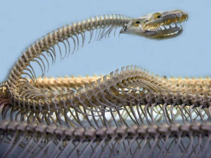 Do Snakes Have Bones? - Anatomy of a Snake Skeleton