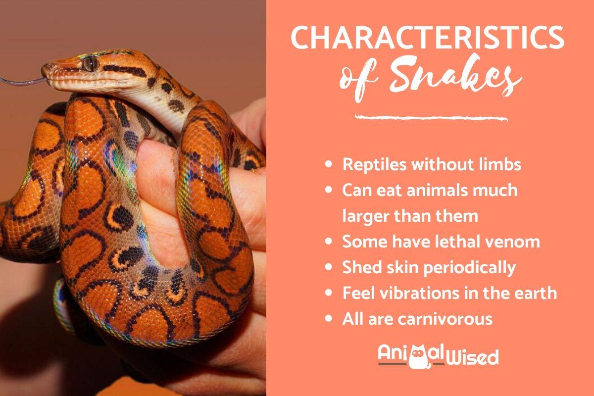 Do Snakes Have Bones? - Anatomy of a Snake Skeleton