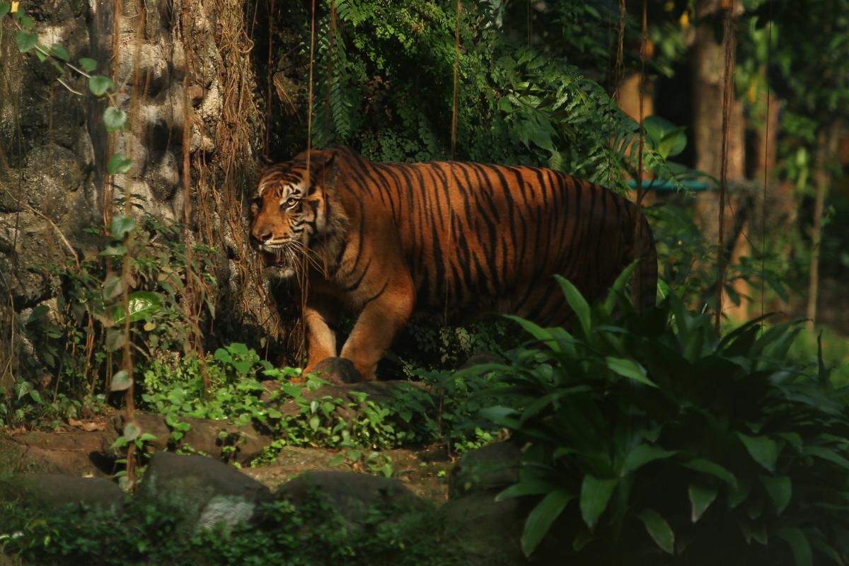 Tiger Hunting Behavior Explained - How They Track and Capture Prey