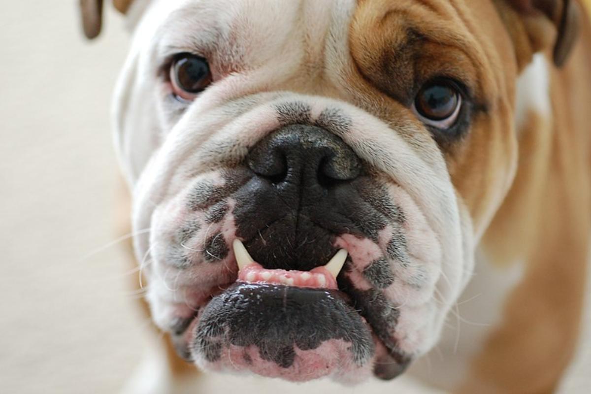 My Dog Is Grunting Like a Pig - Causes and Treatment