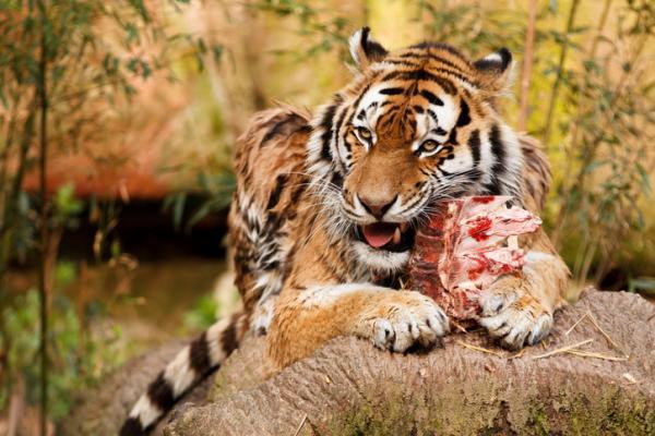 Tiger Hunting Behavior Explained - How They Track and Capture Prey