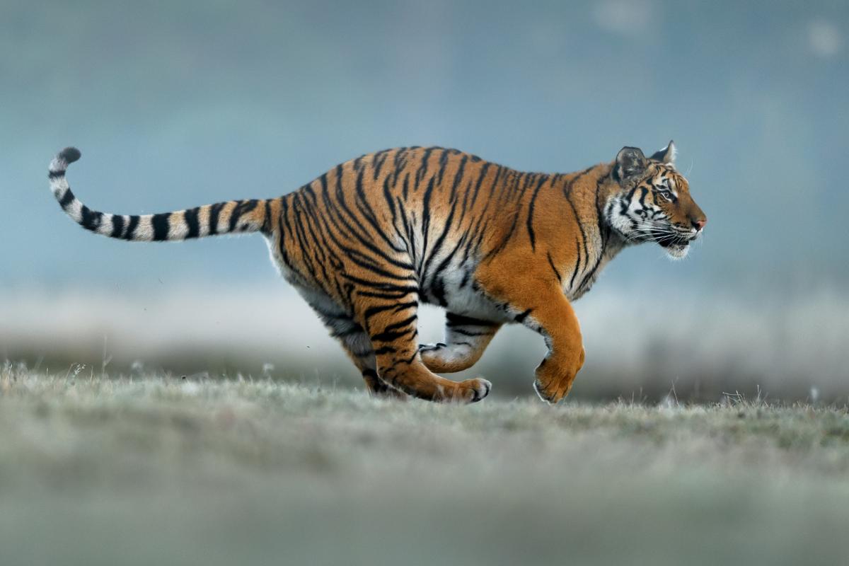 Tiger Hunting Behavior Explained - How They Track and Capture Prey