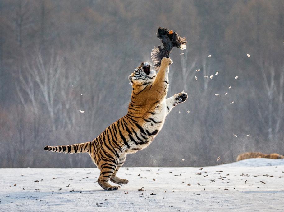 Tiger Hunting Behavior Explained - How They Track and Capture Prey