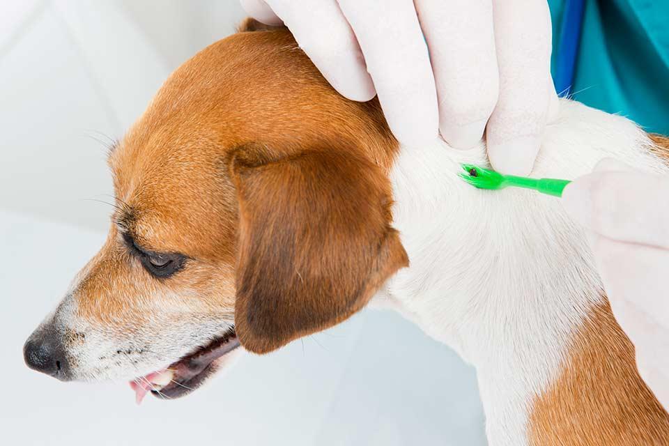 Babesiosis In Dogs - Symptoms, Causes and Prevention