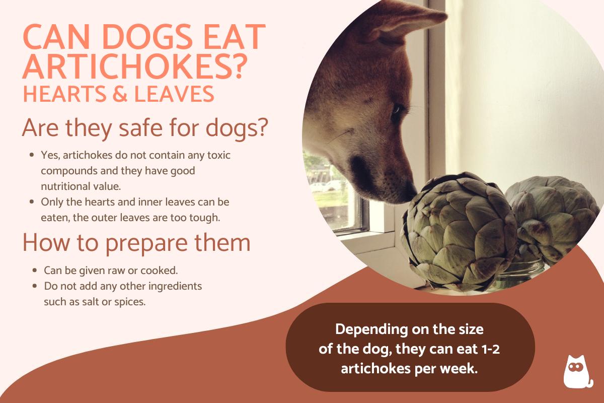 Can Dogs Eat Artichoke Hearts? - Yes, but Not the Leaves!