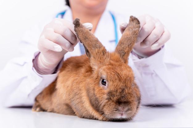 My Rabbit Is Having a Seizure, What Should I Do?