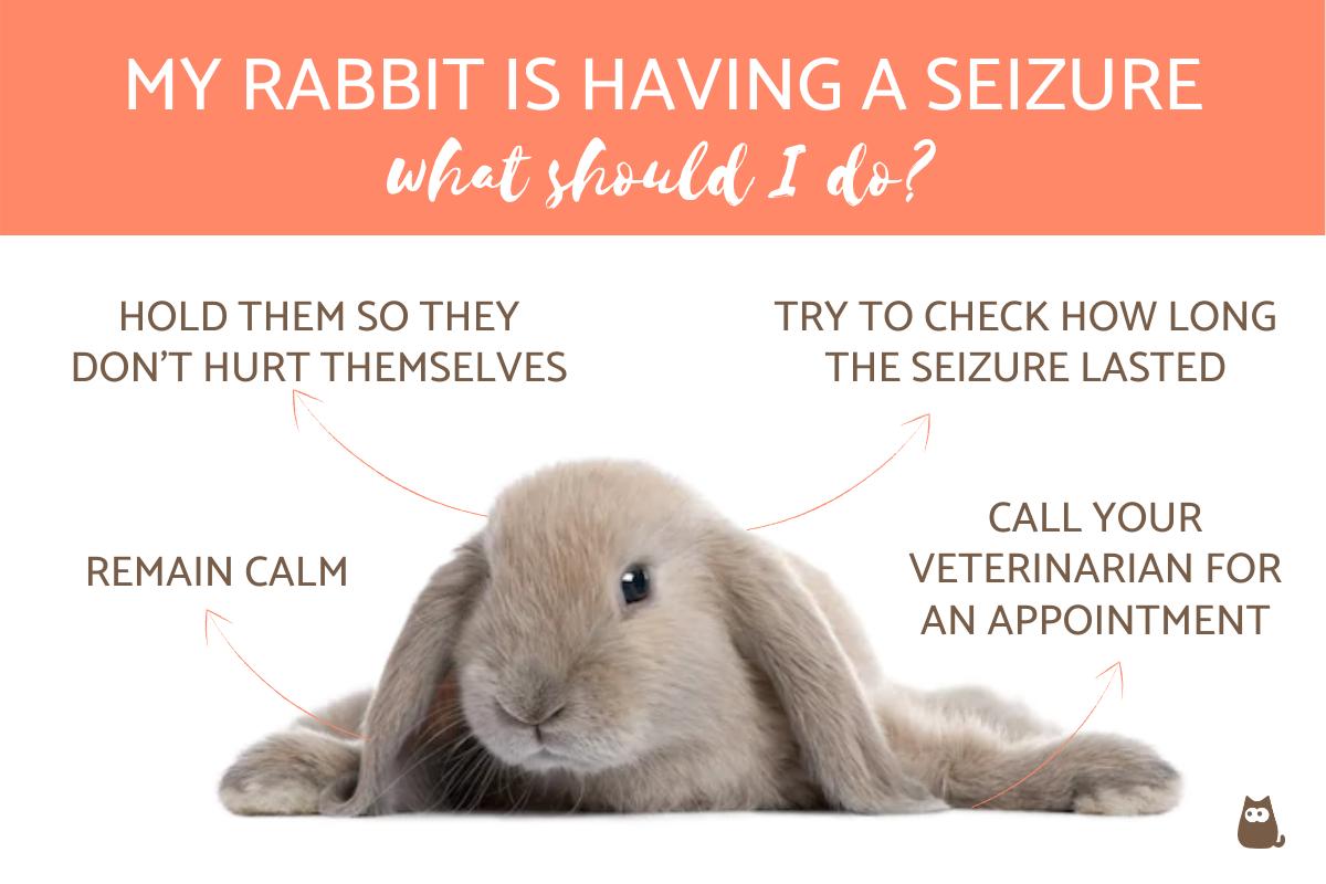 My Rabbit Is Having a Seizure, What Should I Do?