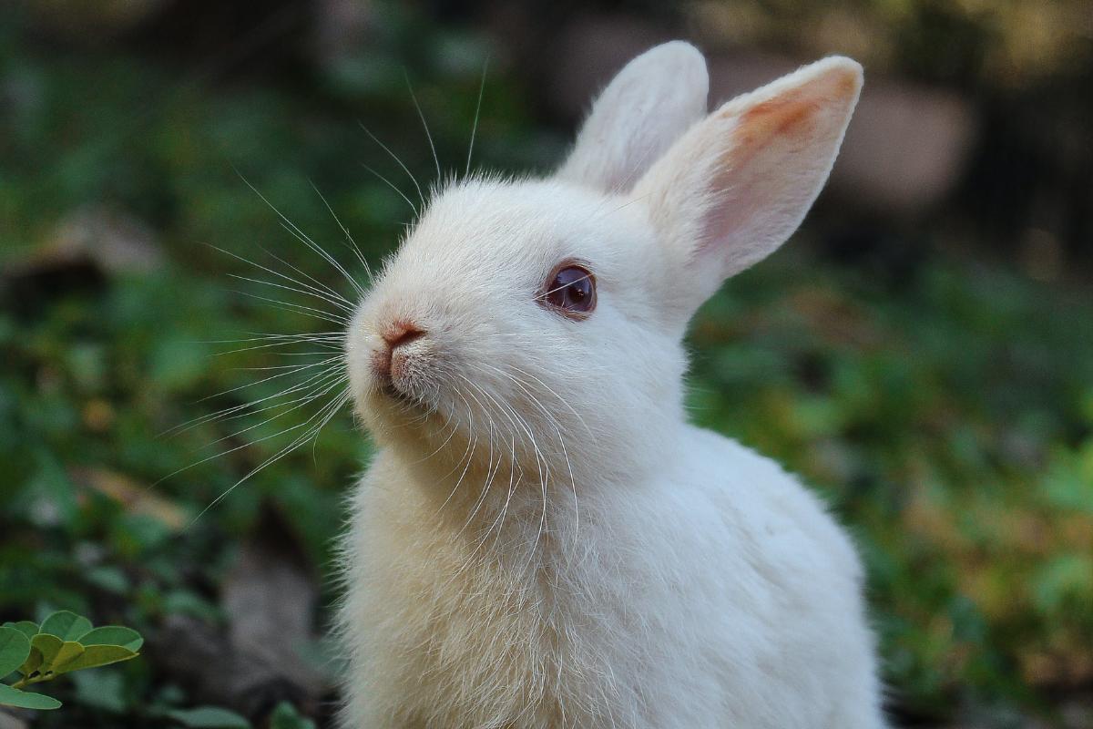 My Rabbit Is Having a Seizure, What Should I Do?