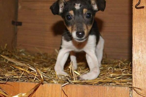 Rickets in Dogs - Causes, Symptoms and Treatment