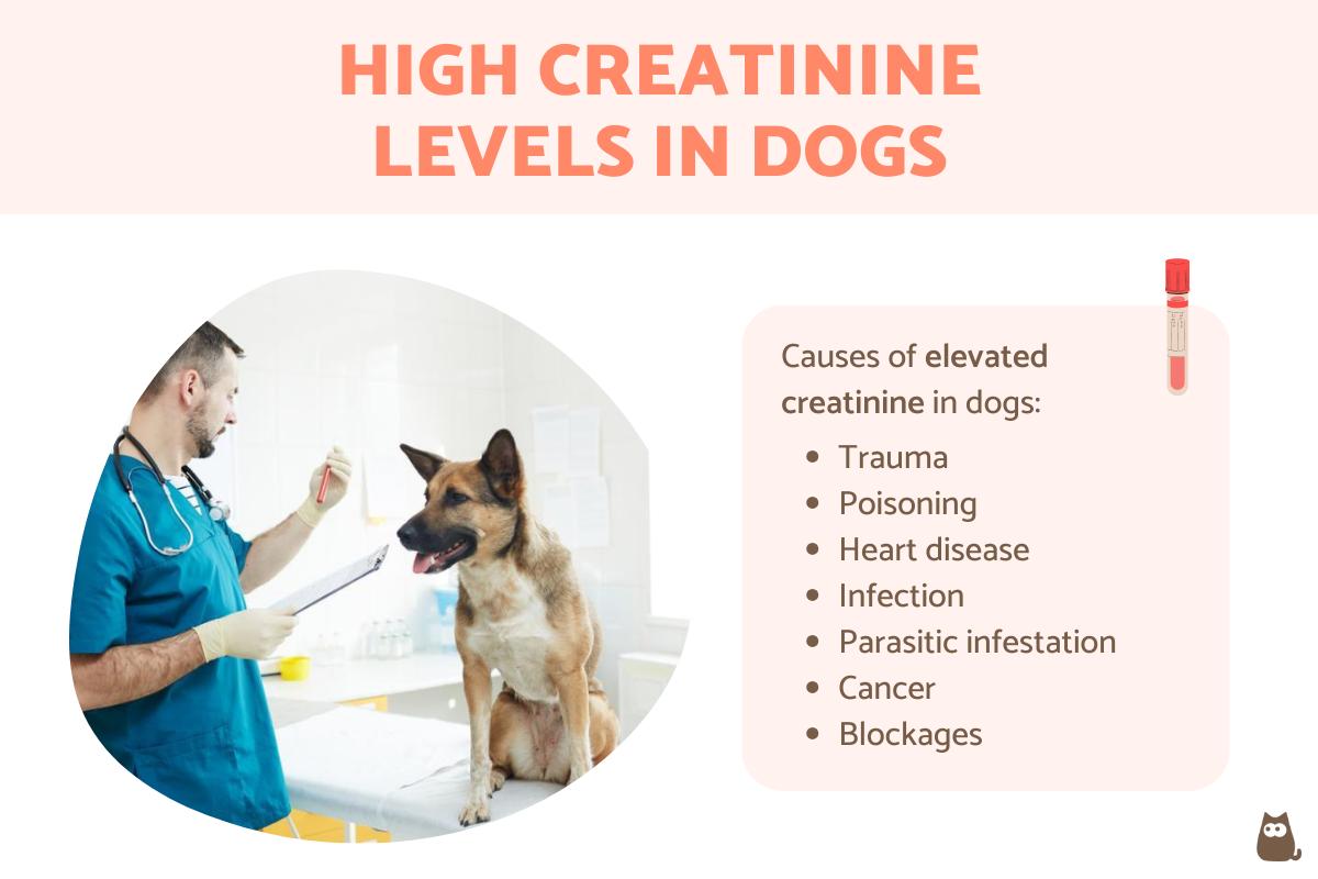 High Creatinine Levels in Dogs - Elevated Creatinine Causes and Treatment