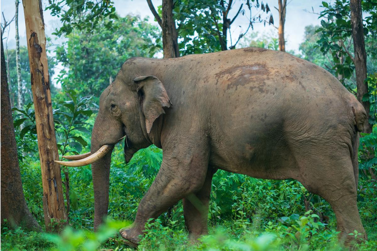 Can Elephants Jump? - Reasons Why Elephants Can't Jump