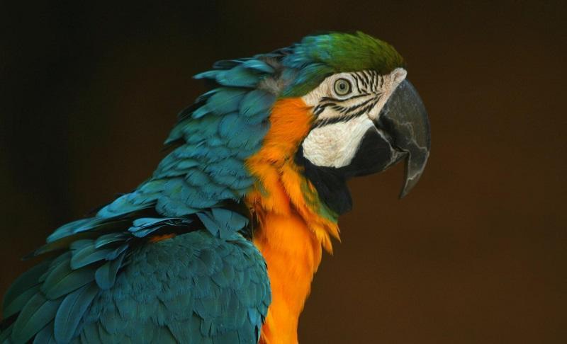 50 Unique Names for Parrots - List of the Best Bird Names