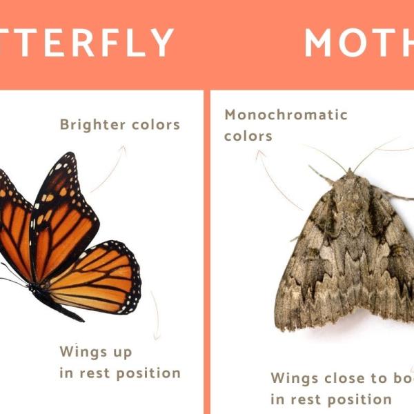 butterfly moth difference